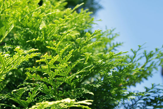 Konifere Blätter - Bilder kostenlos zum Download | Titania Foto