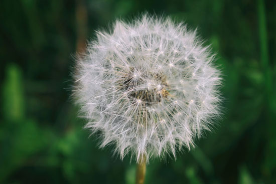 Pusteblume Löwenzahn - Bilder kostenlos zum Download | Titania Foto