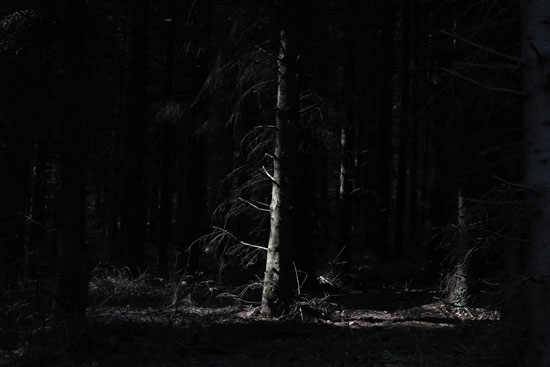 Dunkler Wald - Bilder kostenlos zum Download | Titania Foto