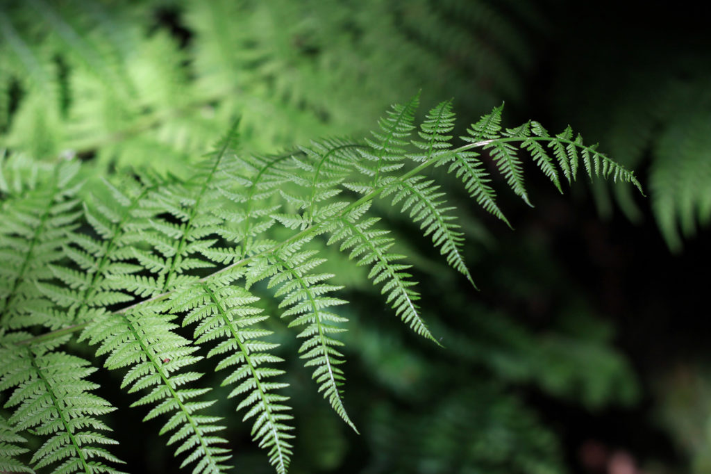 Farn Waldfarn - kostenlose Bilder download | Titania Foto