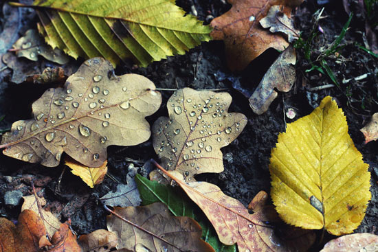 Herbst Blätter - Bilder kostenlos zum Download | Titania Foto