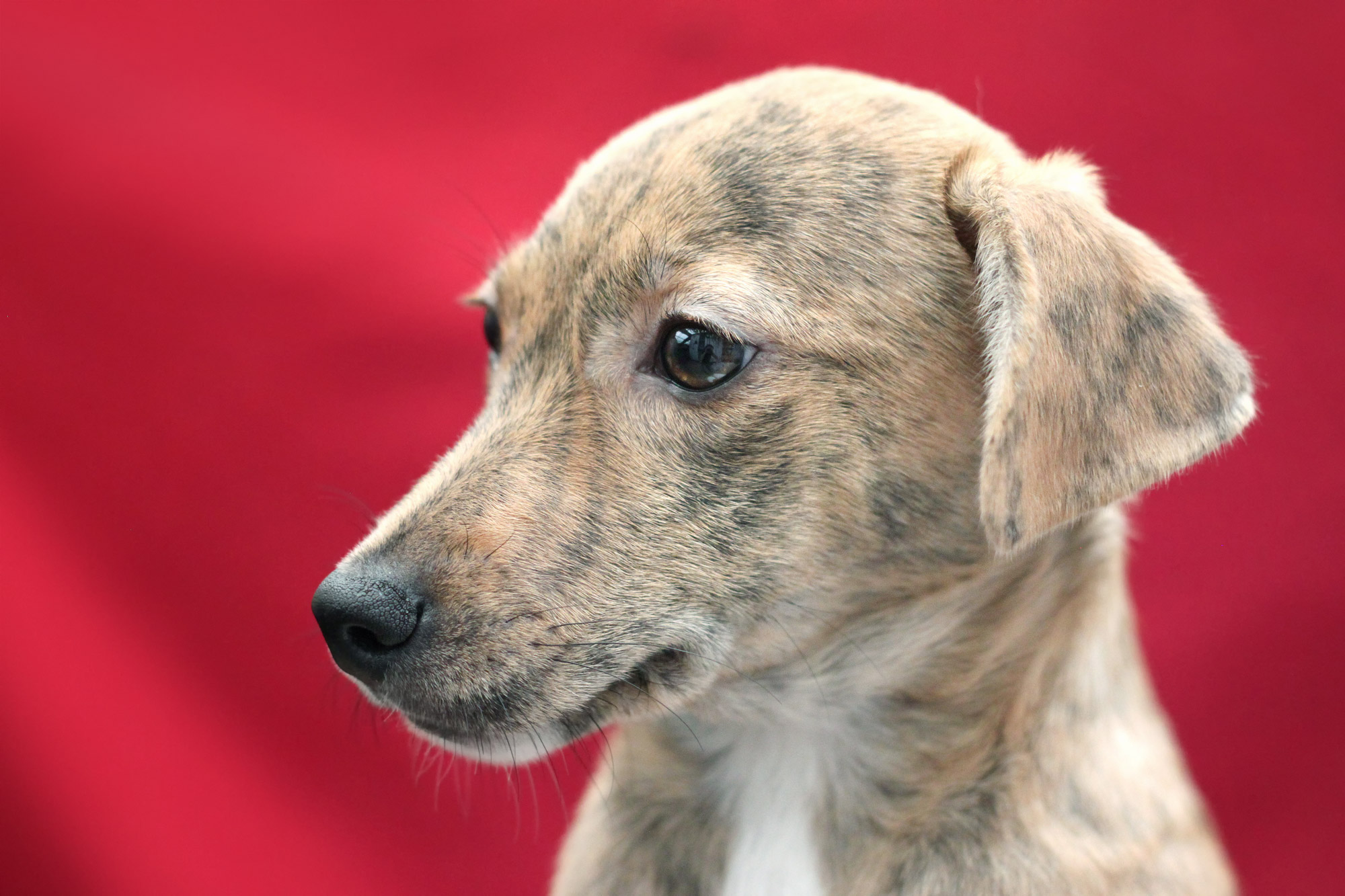 Hund Welpe - Bilder kostenlos zum Download | Titania Foto