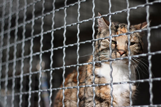 Katze Tierheim - Bilder kostenlos zum Download | Titania Foto