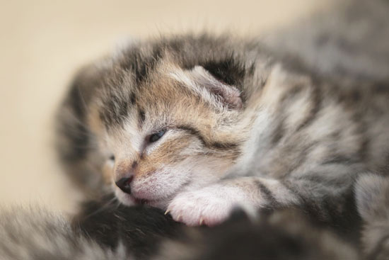 Babykatze getigert - Bilder kostenlos zum Download | Titania Foto