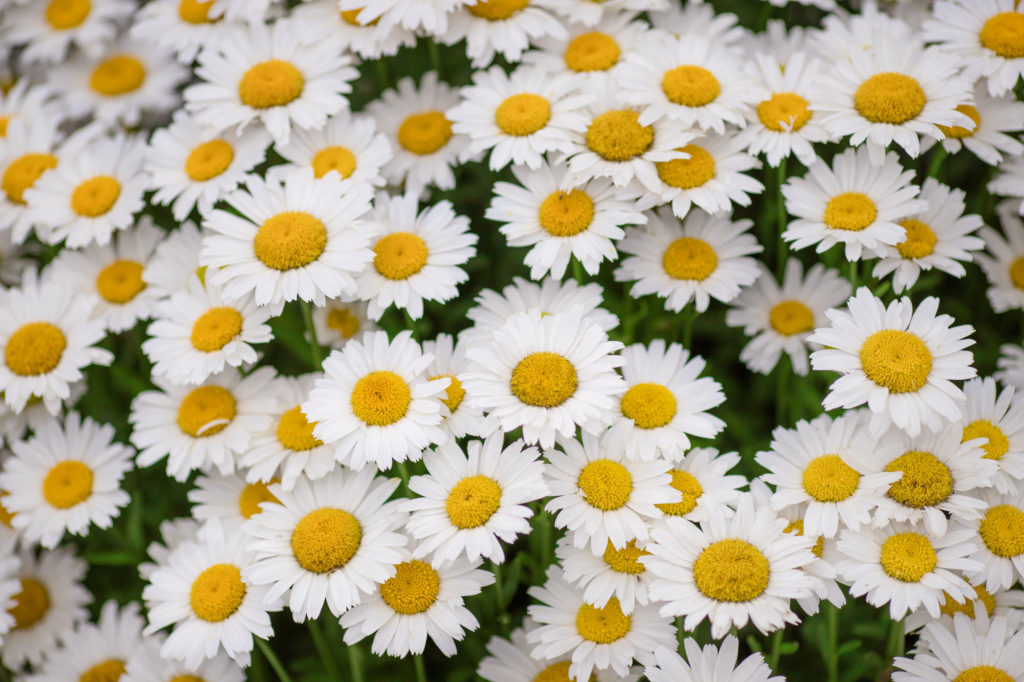 Margeriten Blumen - kostenlose Bilder download | Titania Foto