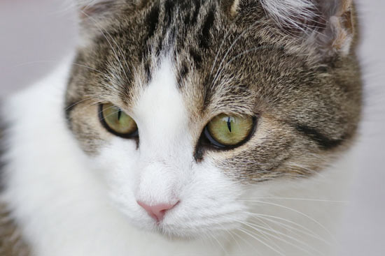 Katzenbilder Katzen - kostenlose Bilder download | titania foto