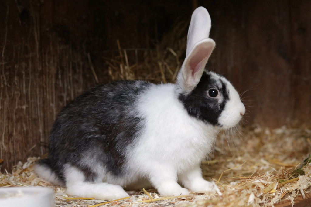 kaninchen-schwarz-weiss - Titania Foto