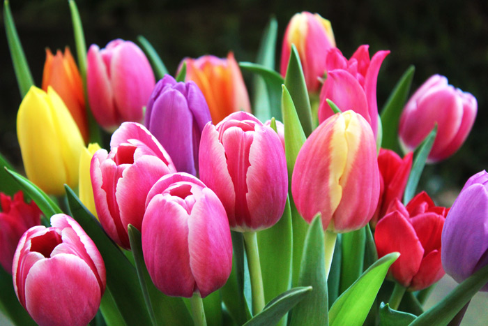 Tulipani Colorati - Immagini gratis da scaricare | Titania Foto