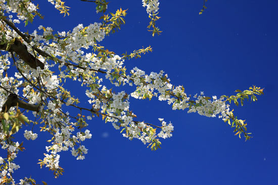 Frühlingsbilder Frühling - kostenlose Bilder download | titania foto