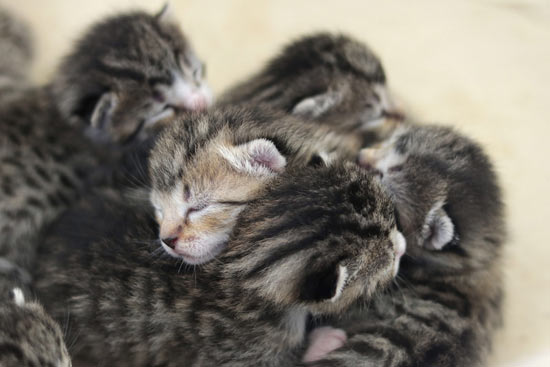 Katzenbabys - Bilder kostenlos zum Download | Titania Foto