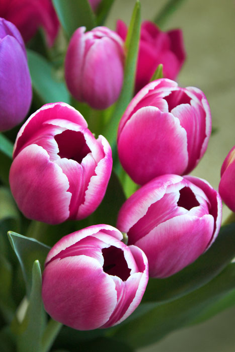 Frühlingsbilder Frühling - kostenlose Bilder download | titania foto